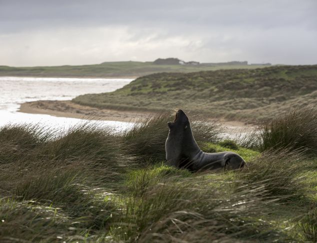 Official website for the Catlins, New Zealand